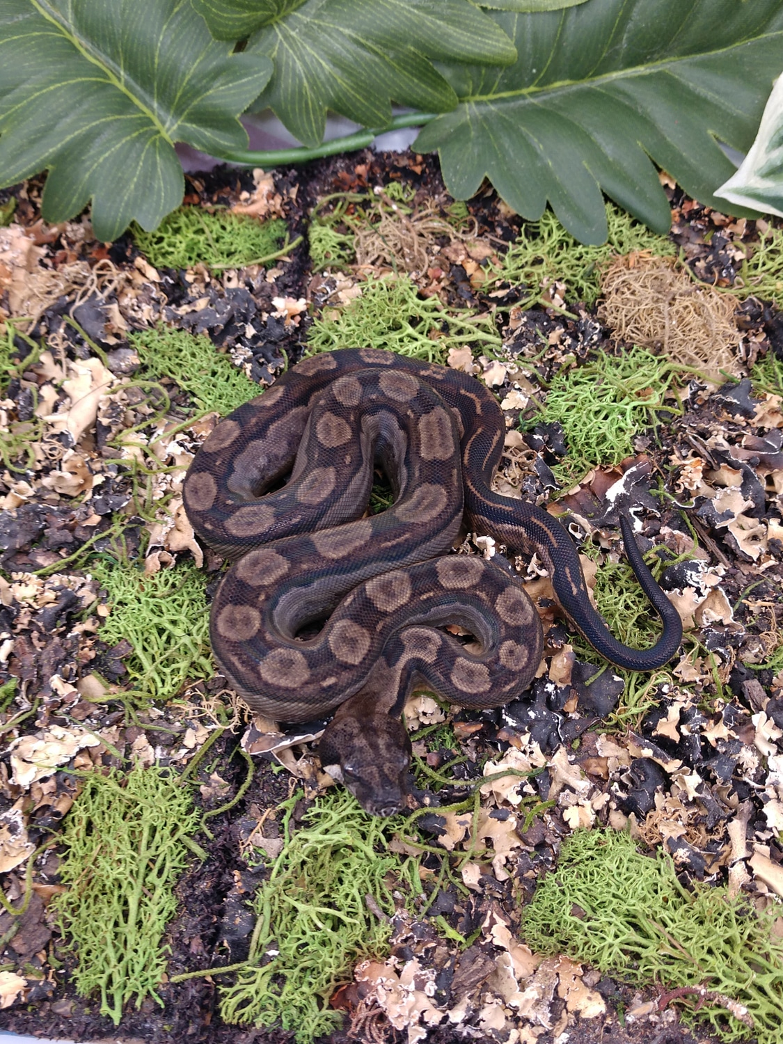 Platinum Motley Het T+ Boa Constrictor by Snake Cult Boas - MorphMarket