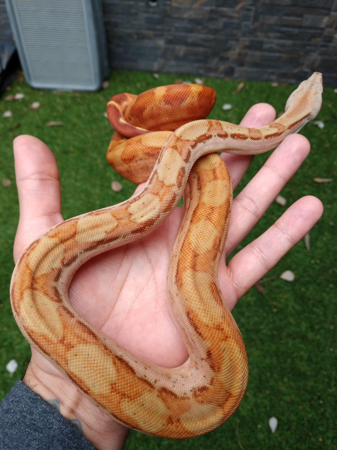 Platinum Sunglow (T+) Motley Boa Constrictor by Snake Cult Boas ...