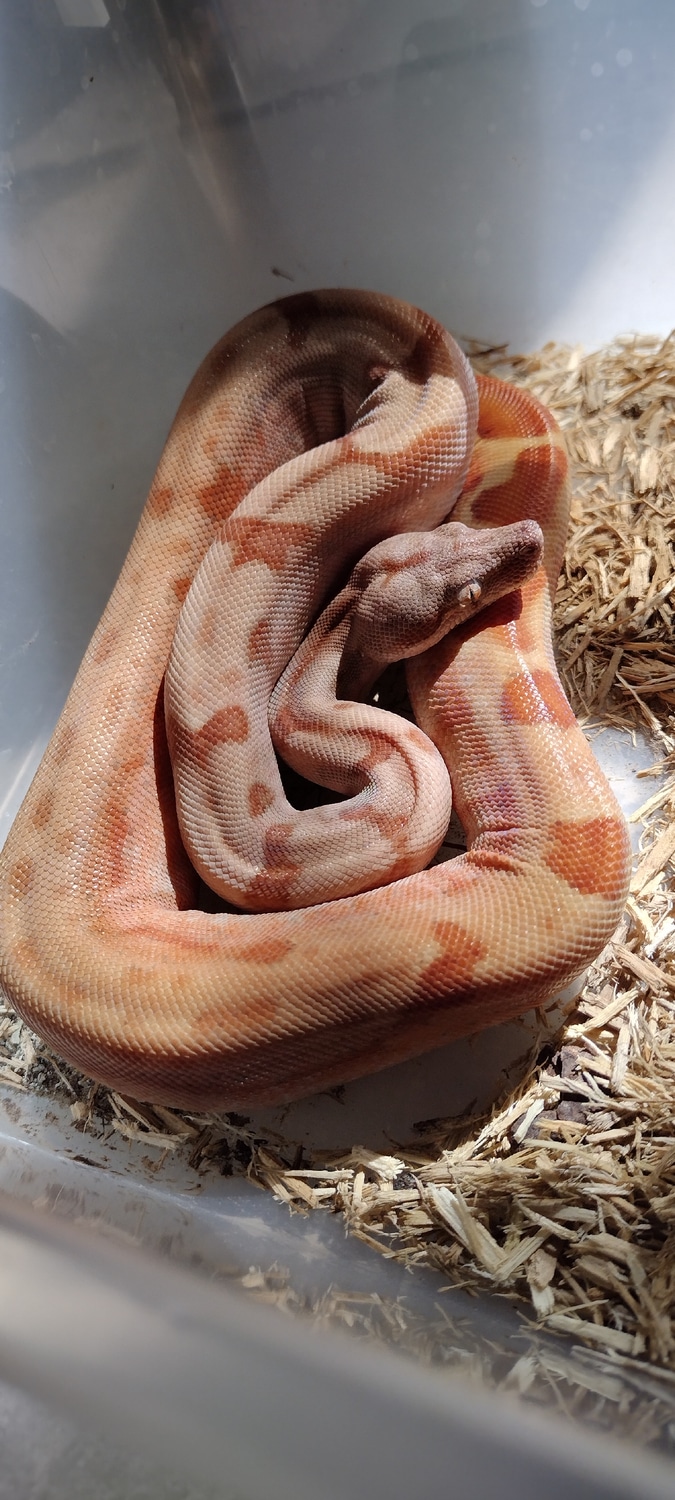 Platinum Sunglow Motley Male Boa Constrictor by Snake Cult Boas ...