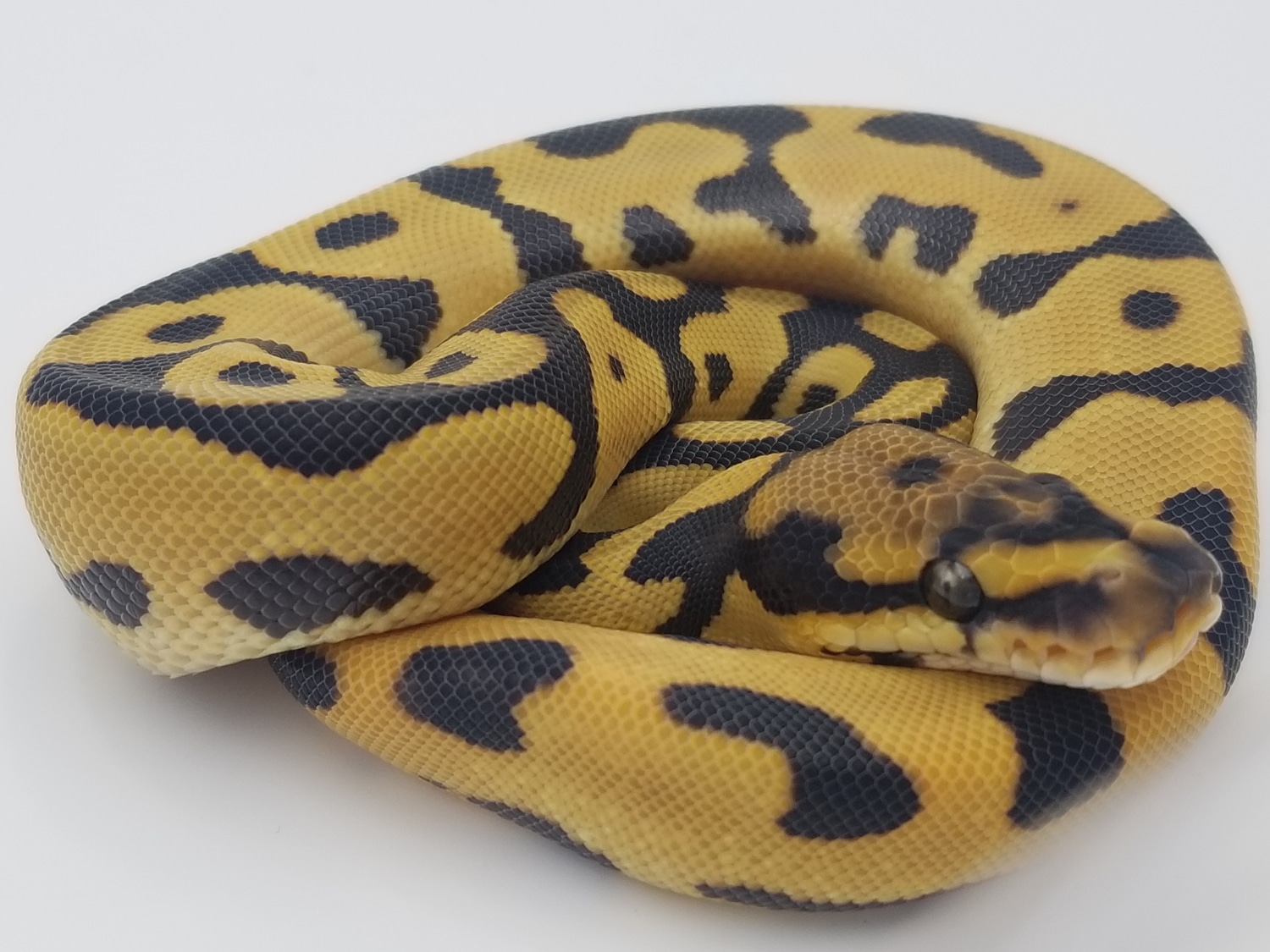 Super Orange Dream Leopard Desert Ghost Ball Python by Jud McClanahan ...