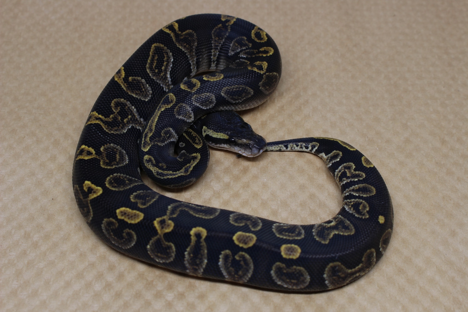 GHI Black Head Ball Python by Juggernaut Reptiles - MorphMarket