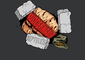 Snowstorm 50% Het T+ Albino! Blood Python by Juggernaut Reptiles ...