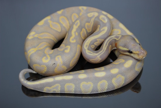 Banana GHI Black Head Ball Python by Juggernaut Reptiles