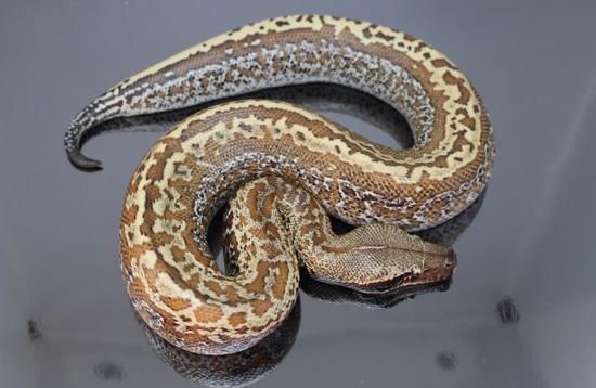 Batik 100% Het T- Albino Blood Python by Juggernaut Reptiles