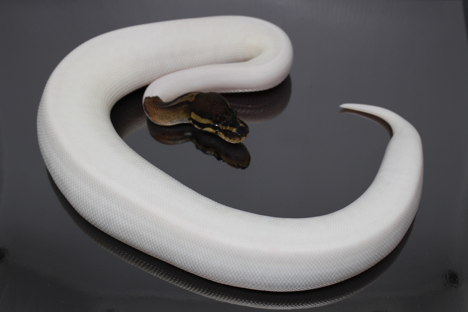 Black Pastel Pied Ball Python by Juggernaut Reptiles - MorphMarket