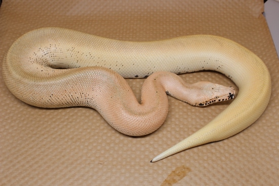 Magpie Batik 100% Het T+ Albino Blood Python by Juggernaut Reptiles
