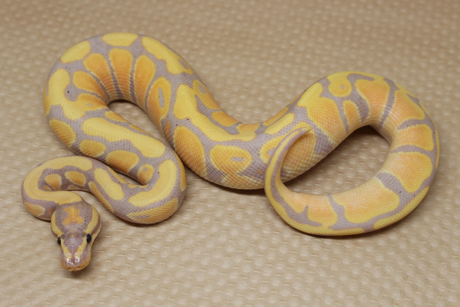Coral Glow 50% Het Clown Ball Python by Juggernaut Reptiles - MorphMarket