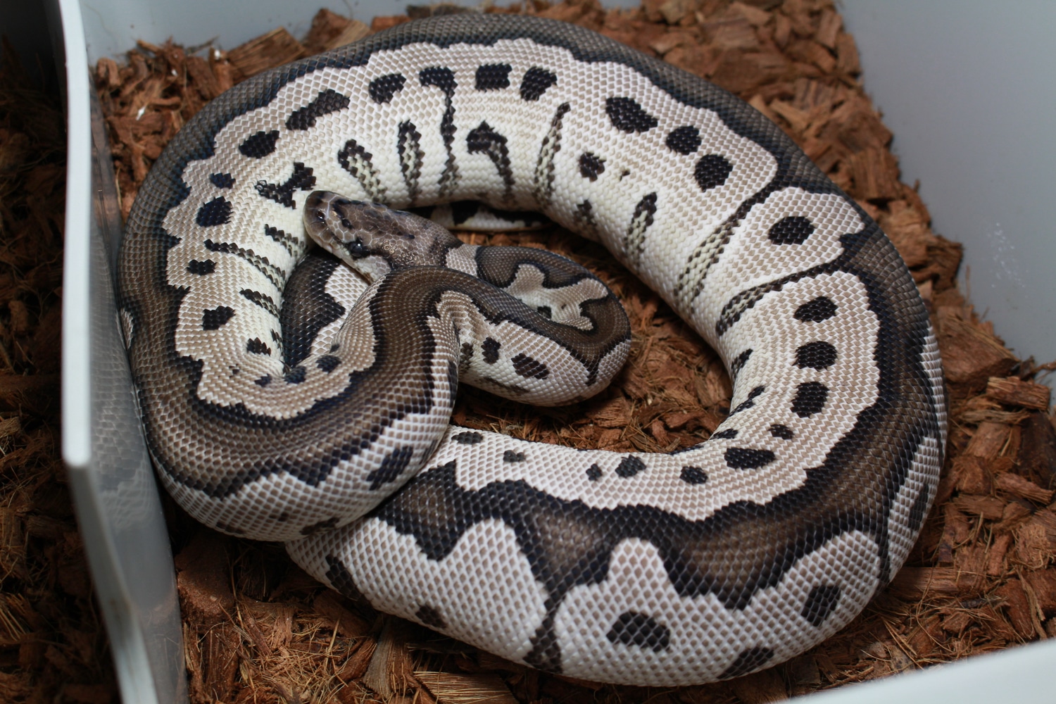 100% Double Het VPI Axanthic Clown Group Ball Python by Juggernaut ...