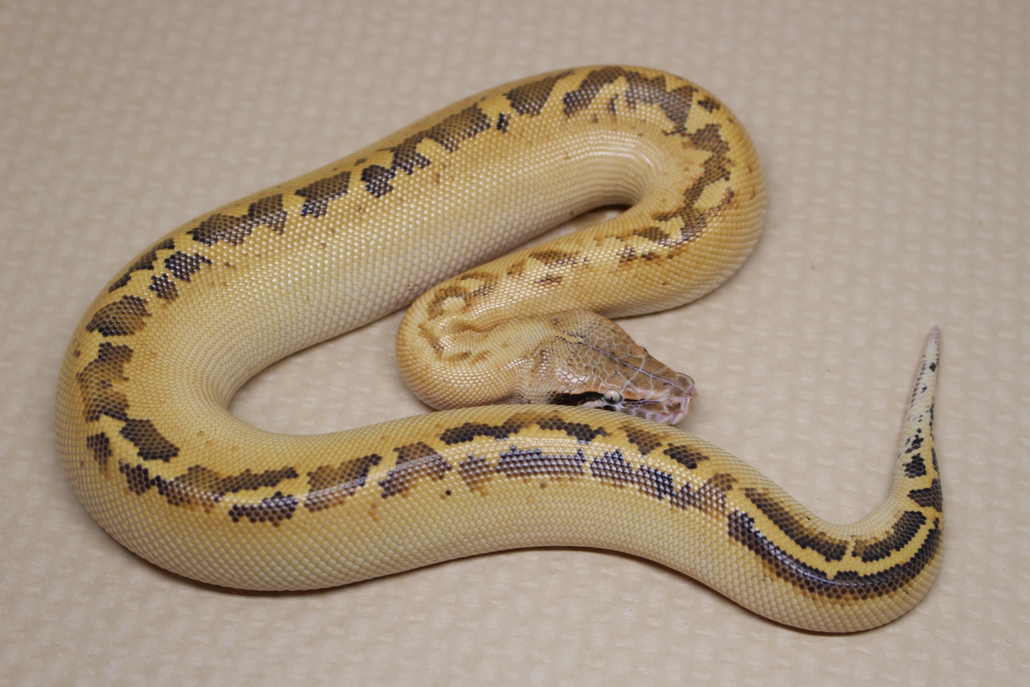 Ivory 100% Het T- Albino Blood Python by Juggernaut Reptiles - MorphMarket