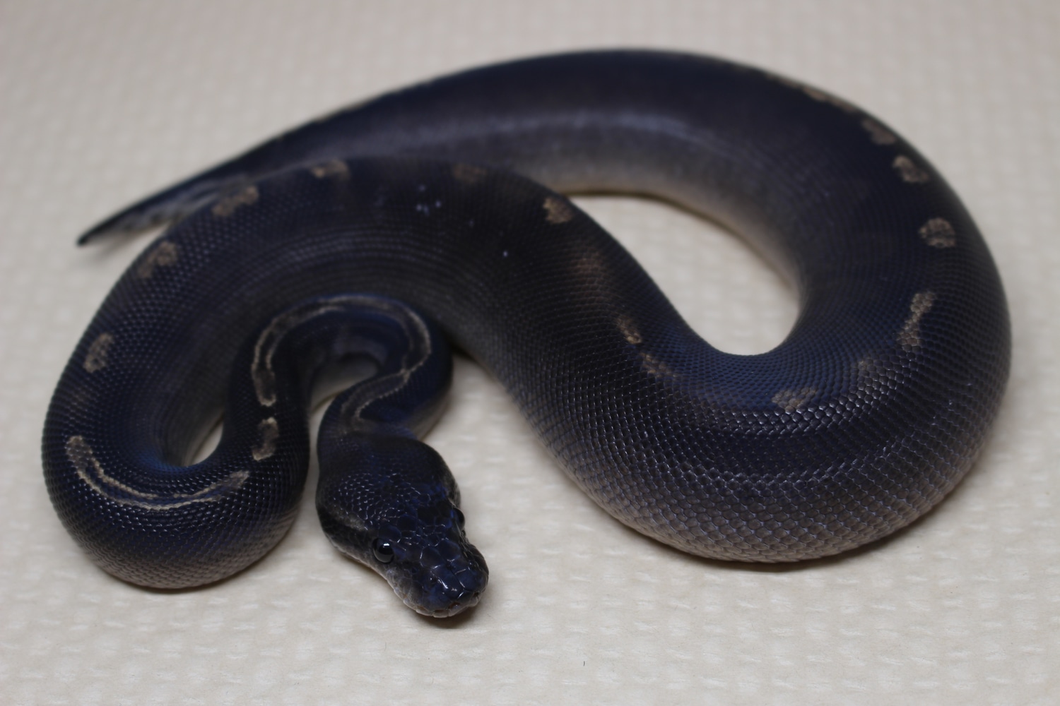 GHI Black Head Black Pastel Ball Python by Juggernaut Reptiles ...