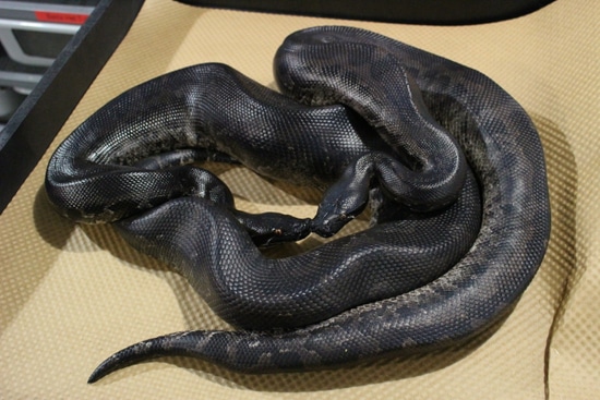Dark Sumatran Short Tail Pythons Sumatran Short-Tailed Python by ...