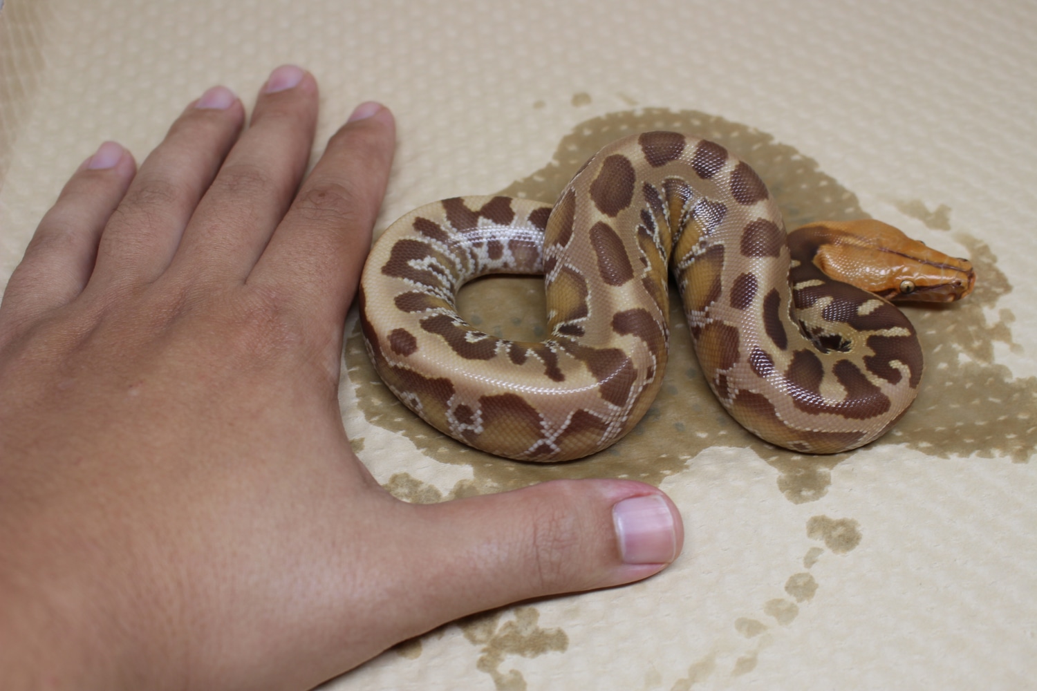 Caramel Albino Sumatran Short-tailed Python by Juggernaut Reptiles ...