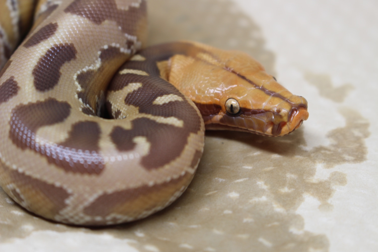 Caramel Albino Sumatran Short-tailed Python by Juggernaut Reptiles ...