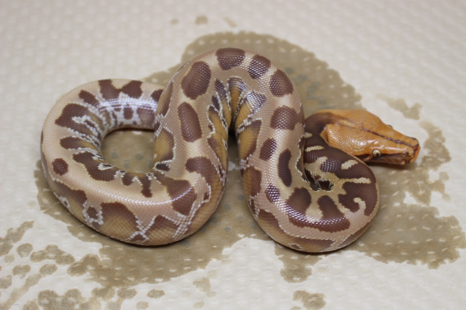 Caramel Albino Sumatran Short-tailed Python by Juggernaut Reptiles ...
