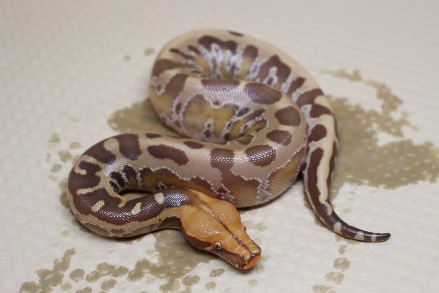 Caramel Albino Sumatran Short-tailed Python by Juggernaut Reptiles ...