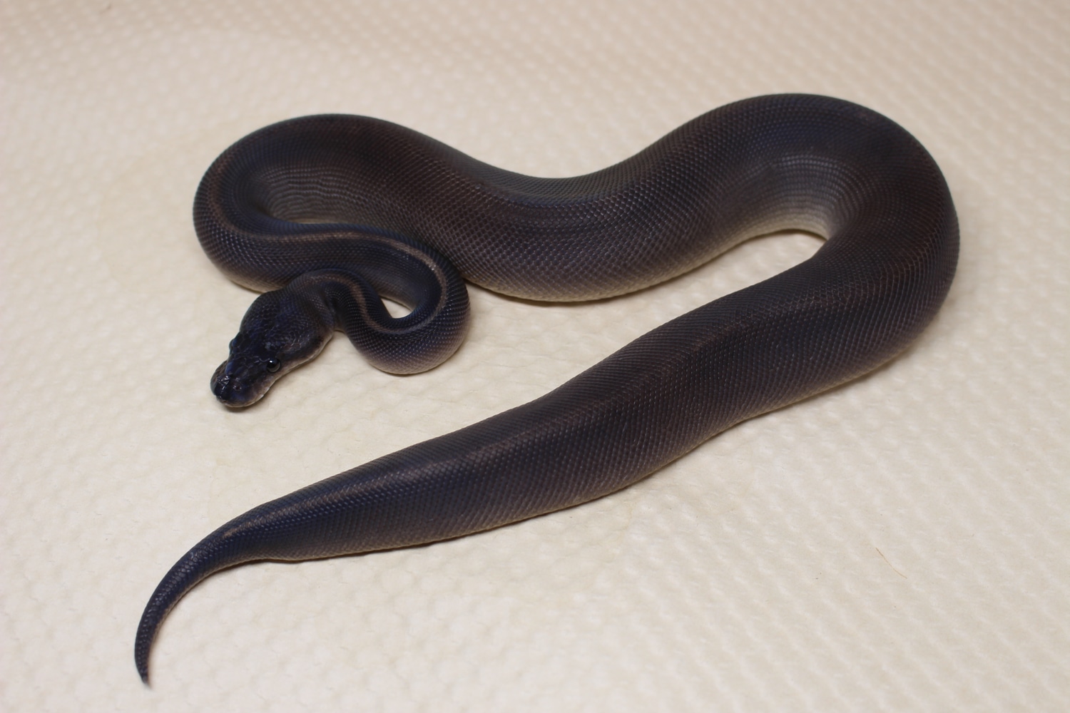 GHI Black Head Black Pastel? Ball Python by Juggernaut Reptiles ...