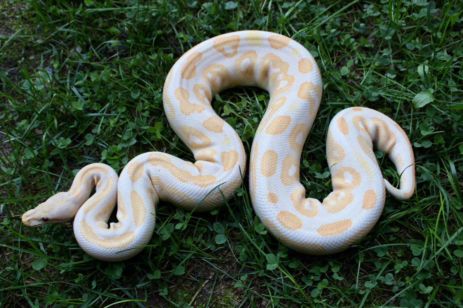Lavender Albino Black Pastel Ball Python by Juggernaut Reptiles ...
