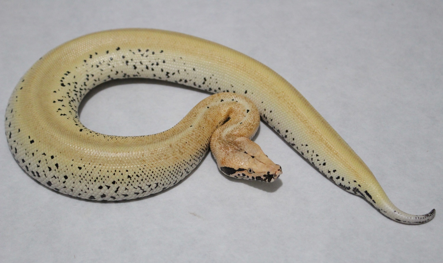 007 Batik 💯 Het T+ Albino Blood Python by Juggernaut Reptiles - MorphMarket