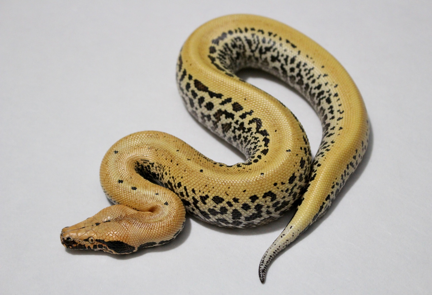 Pixel 💯 Het T+ Albino Blood Python by Juggernaut Reptiles - MorphMarket