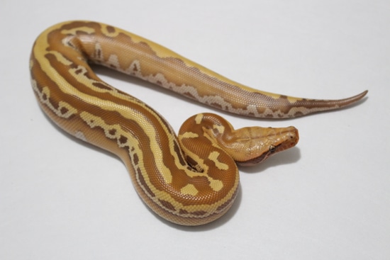 CBE Stripe Cherry Bomb! Blood Python by Juggernaut Reptiles