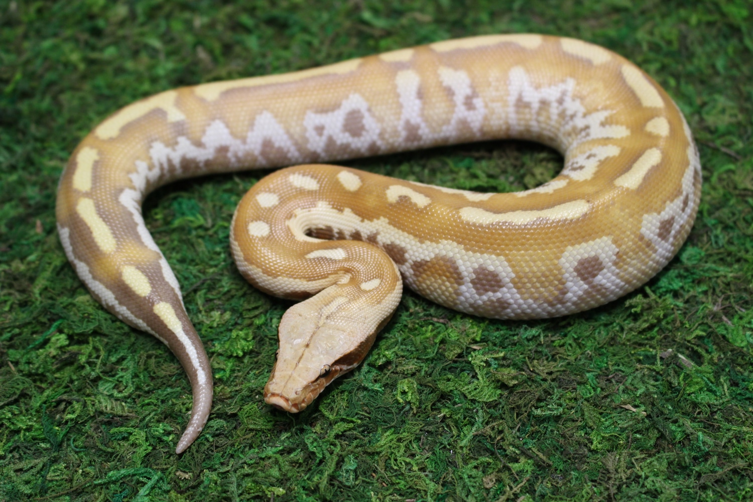 T+ Albino Possible Matrix! Blood Python by Juggernaut Reptiles ...