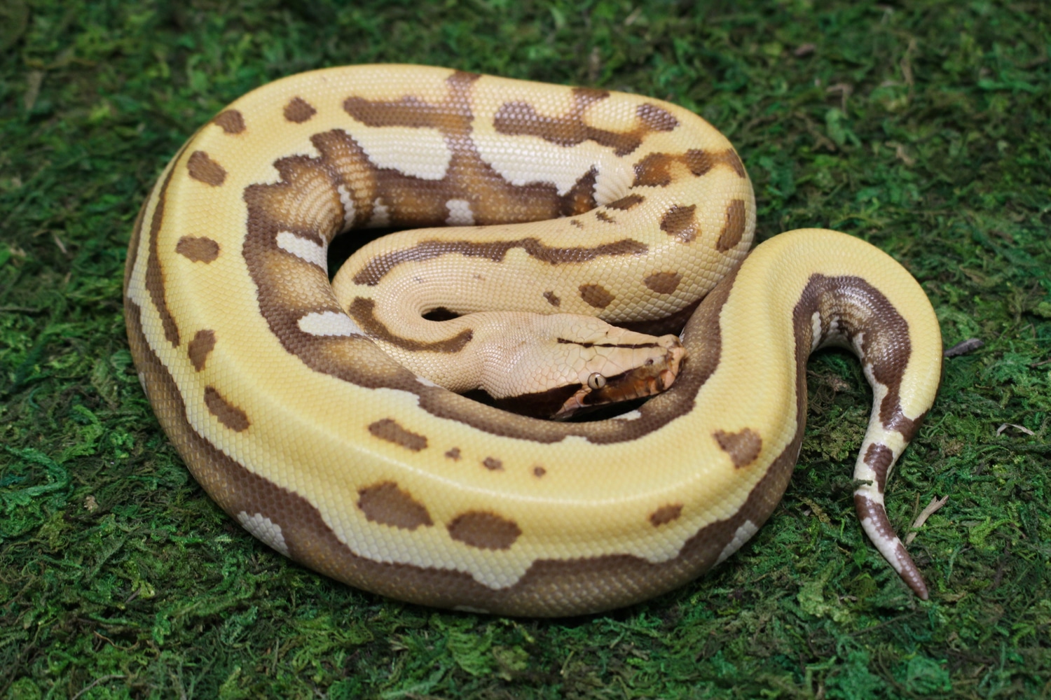 T+ Albino Goldeneye! Blood Python by Juggernaut Reptiles - MorphMarket