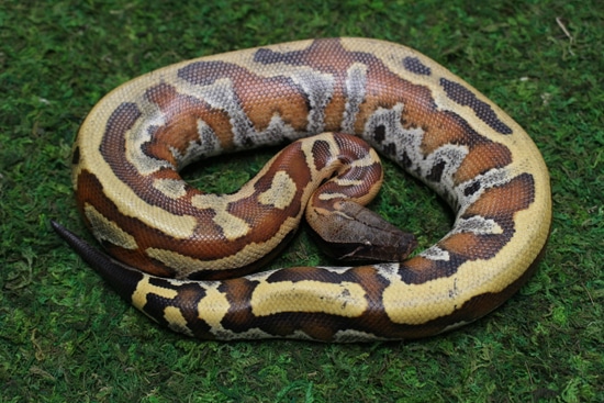 CBE Stripe 💯 Het T- Albino 50% Het T+ Albino! Blood Python by ...