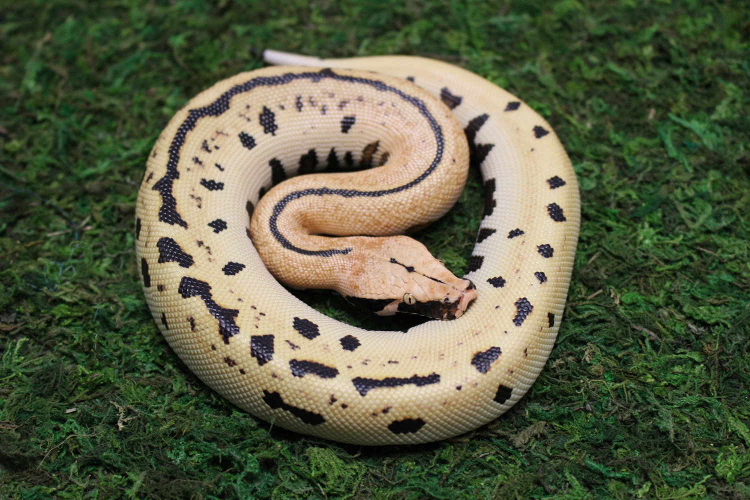 Stripe 007 50% DH T+/T- Albino! Blood Python by Juggernaut Reptiles ...