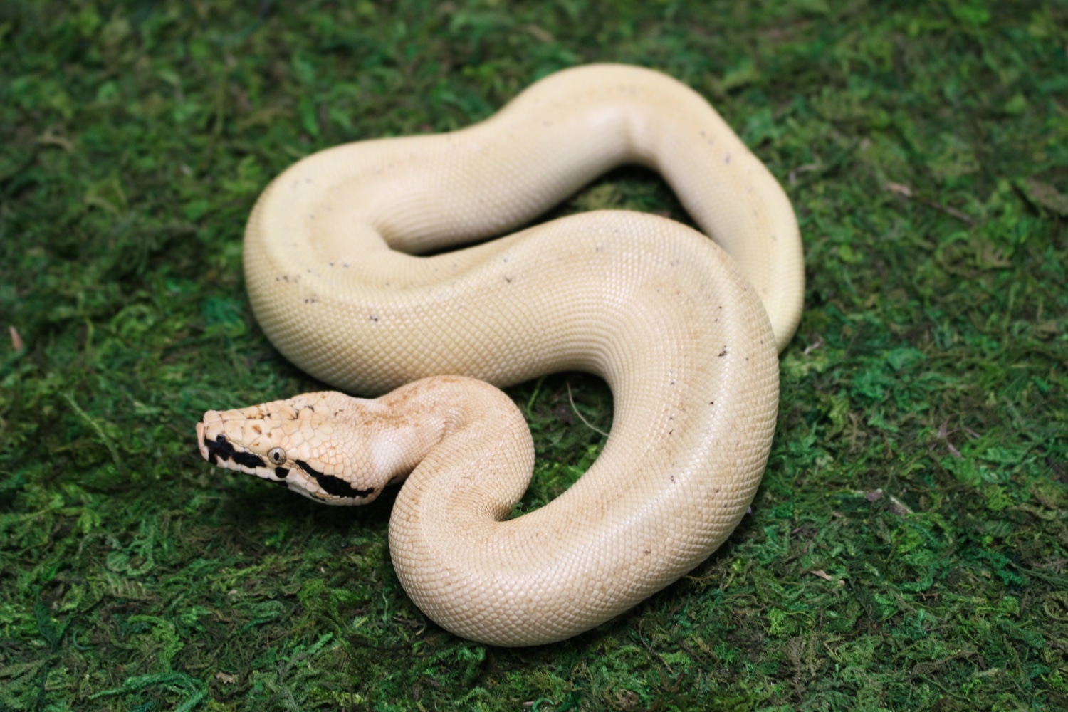 Magpie 50% DH T+/T- Albino! Blood Python by Juggernaut Reptiles ...