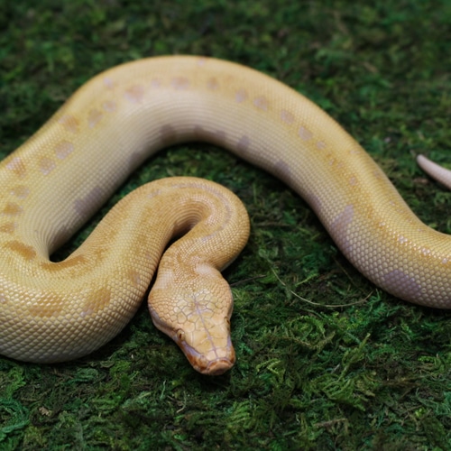 Juggernaut Reptiles - MorphMarket