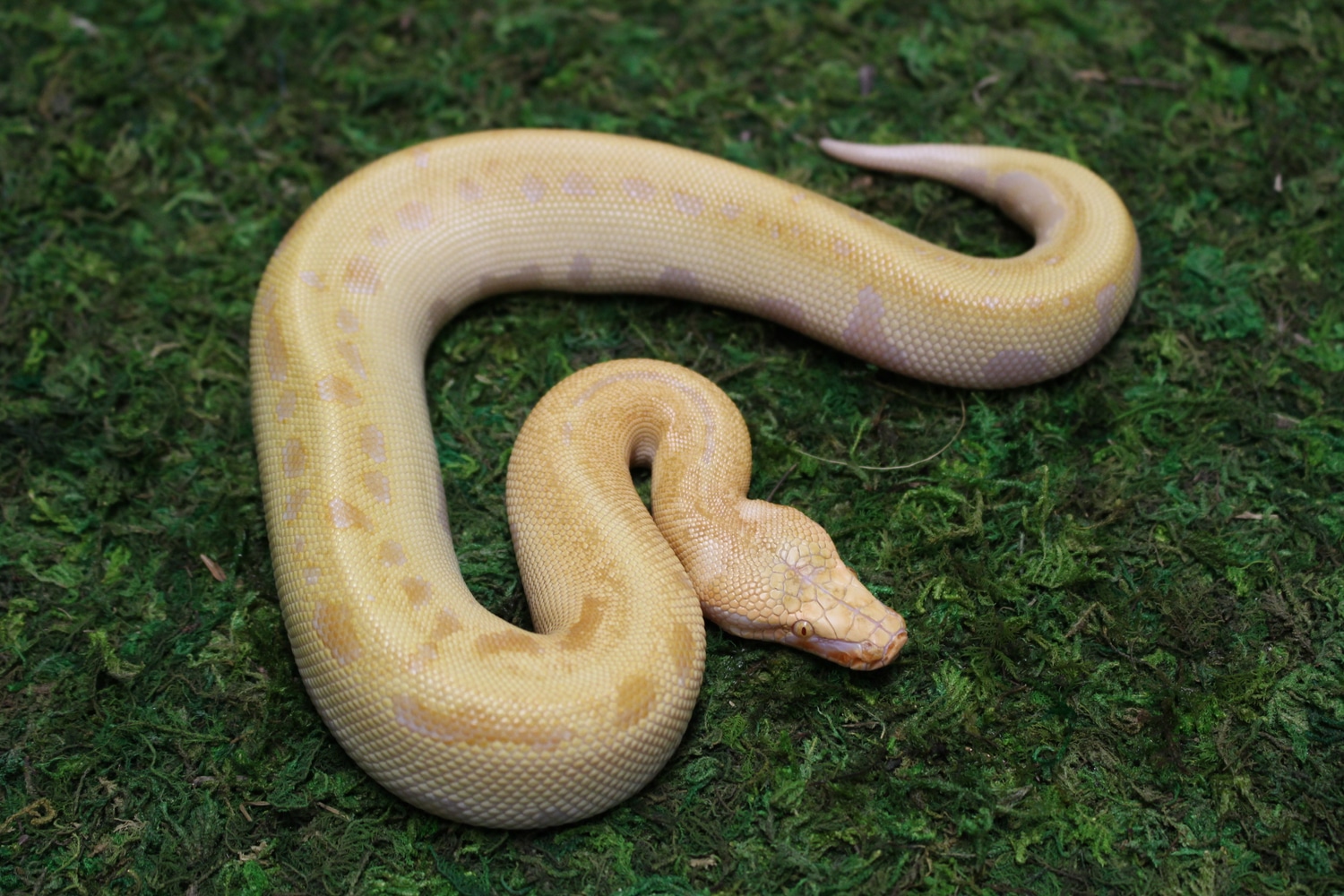 T- Albino 007 Blood Python by Juggernaut Reptiles - MorphMarket