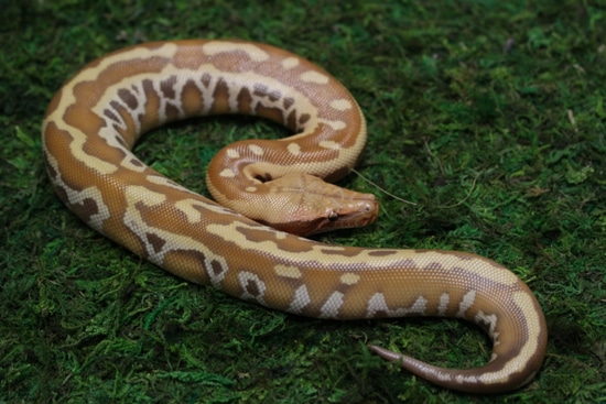 Cherry Bomb! Blood Python by Juggernaut Reptiles