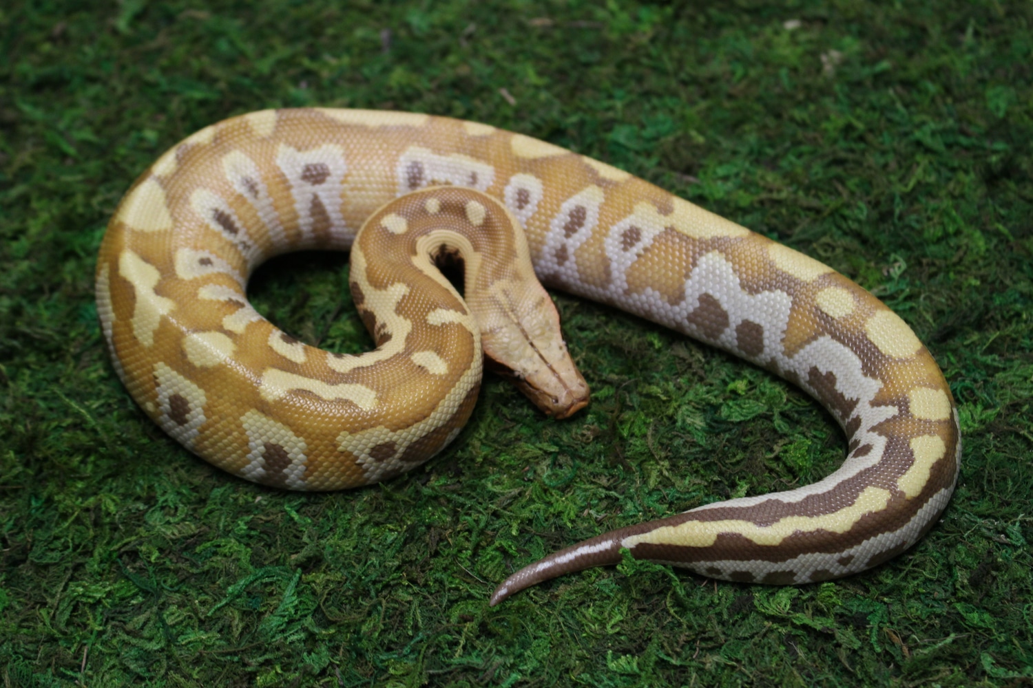 T+ Albino Possible Matrix! Blood Python by Juggernaut Reptiles ...