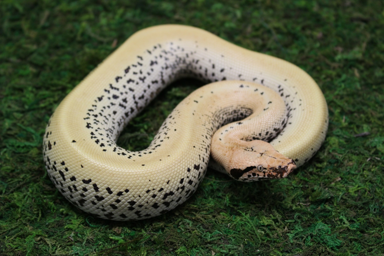 007 Batik 💯 Het T+ Albino! Blood Python by Juggernaut Reptiles ...