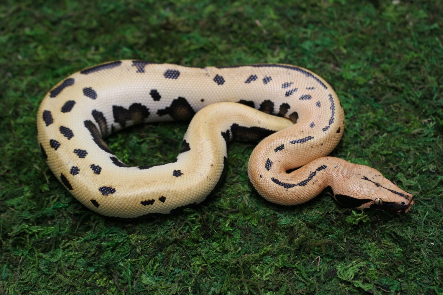Stripe Goldeneye 50% DH T+/T- Albino! Blood Python by Juggernaut ...