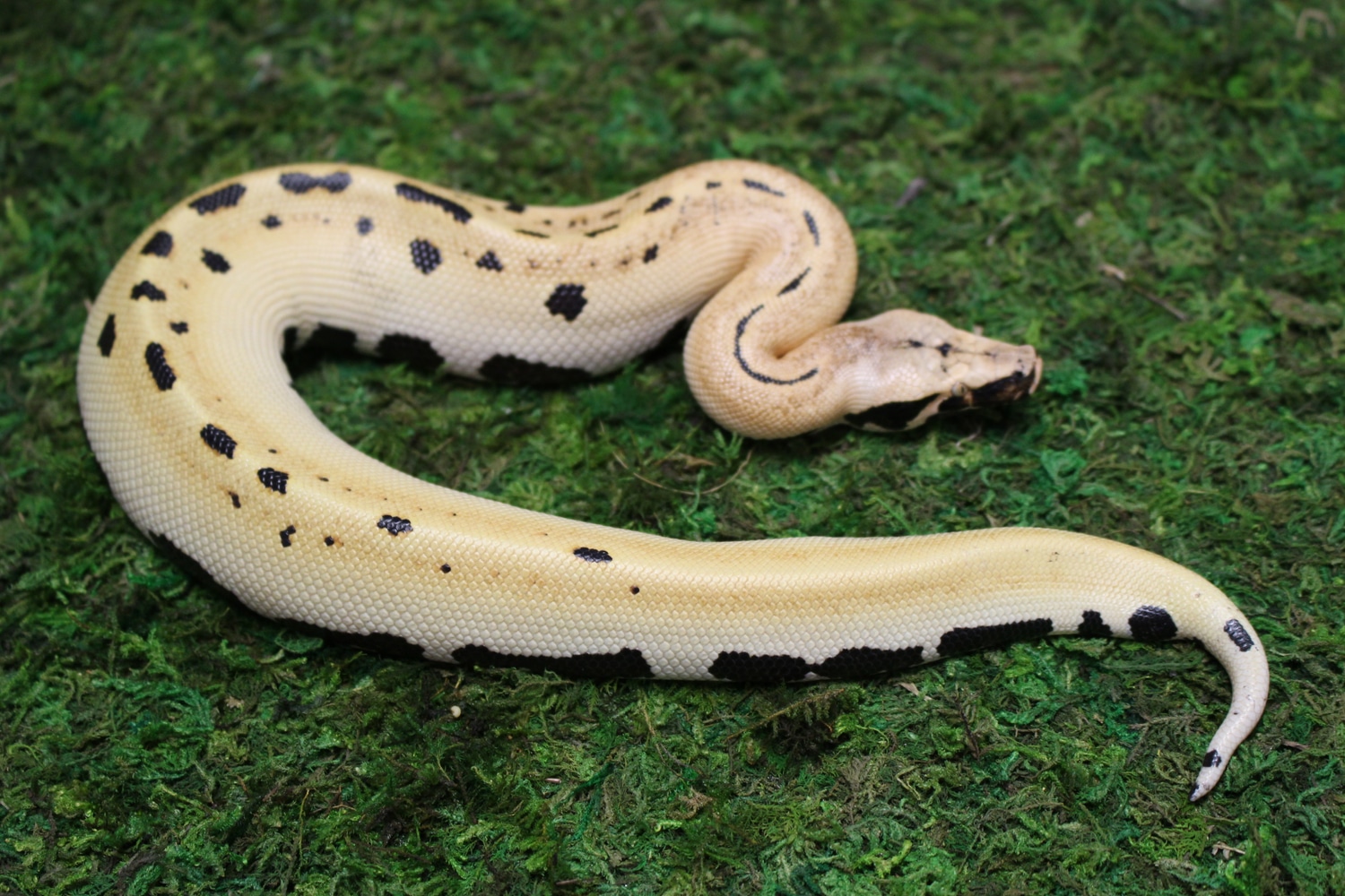 007 💯 Het T- Albino! Blood Python by Juggernaut Reptiles - MorphMarket