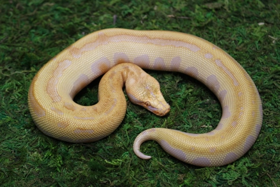 T- Albino Goldeneye! Blood Python by Juggernaut Reptiles