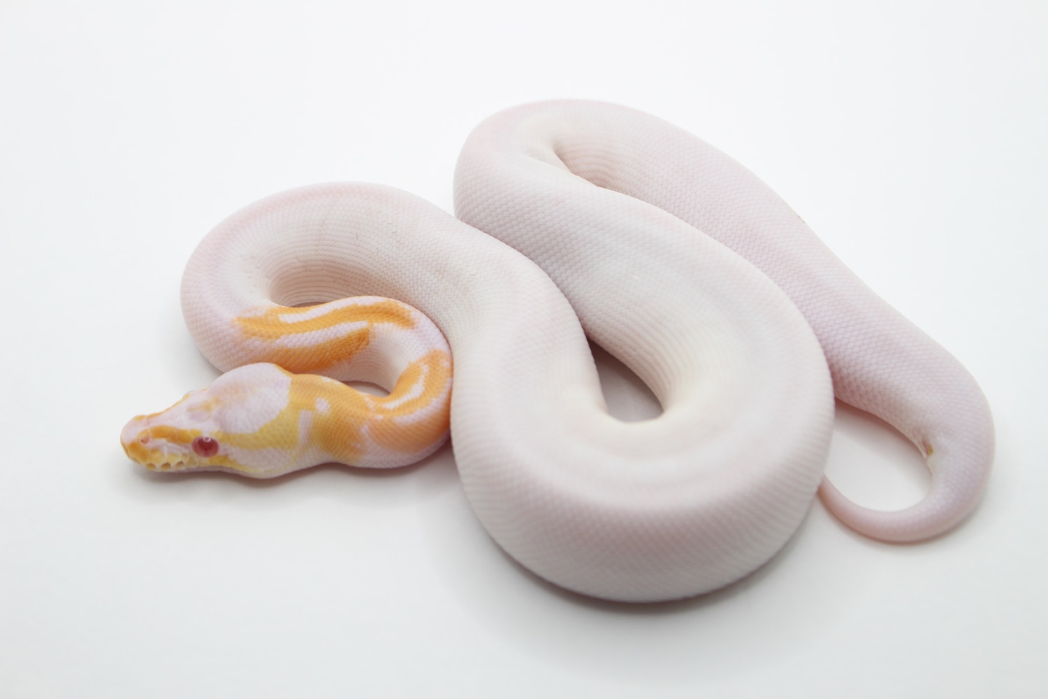 Albino Black Pastel Pied Ball Python by Juggernaut Reptiles - MorphMarket