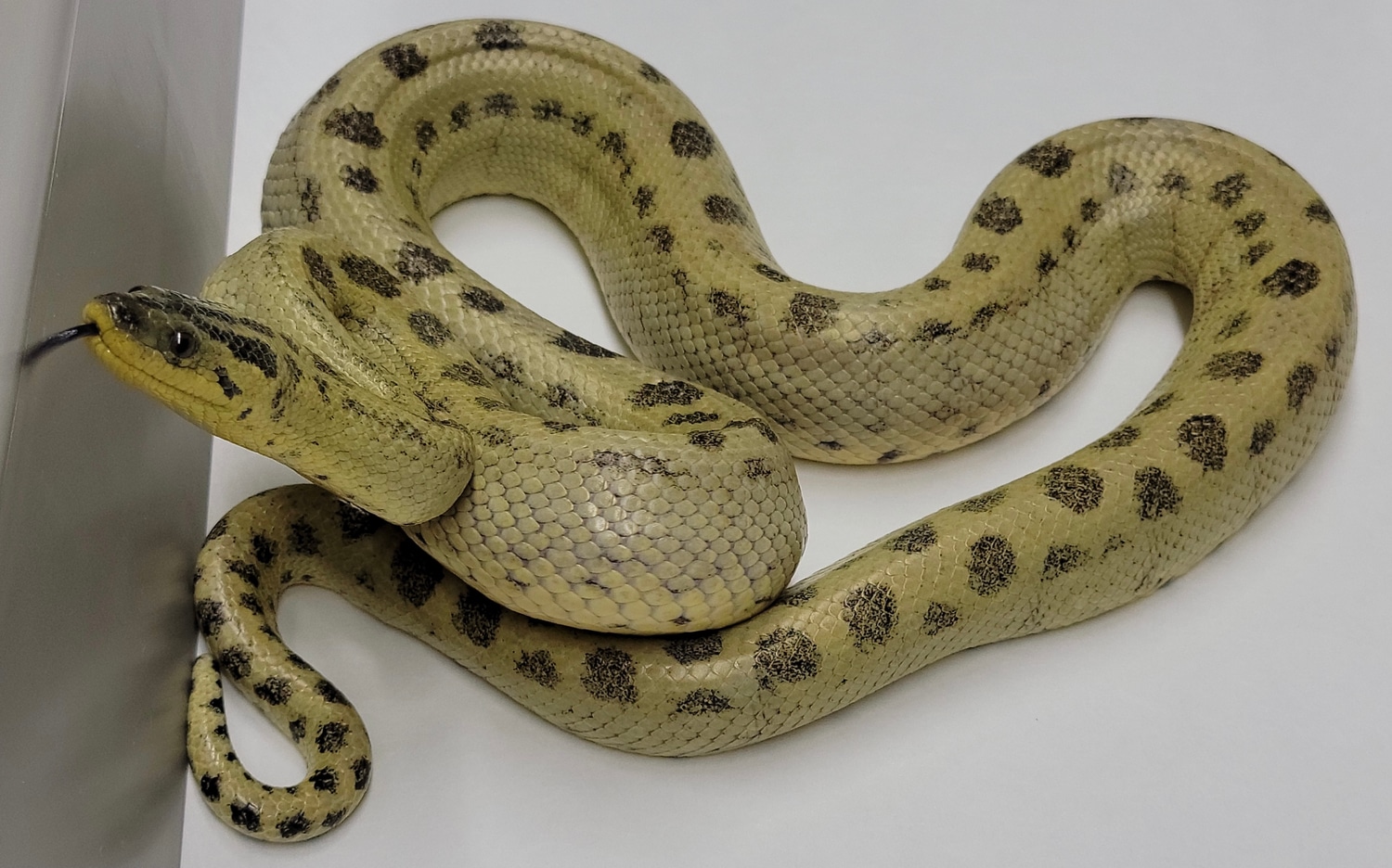 Patternless Yellow Anaconda Male! by Juggernaut Reptiles - MorphMarket