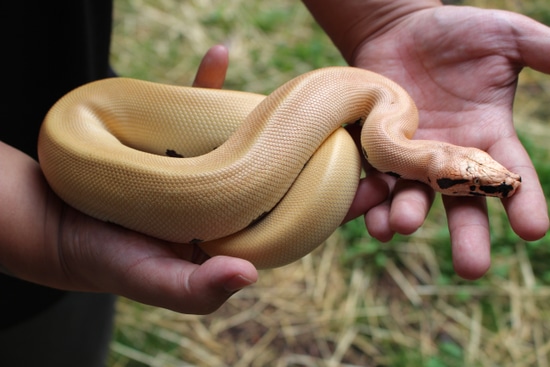 Magpie 50% DH T+/T- Albino! Blood Python by Juggernaut Reptiles