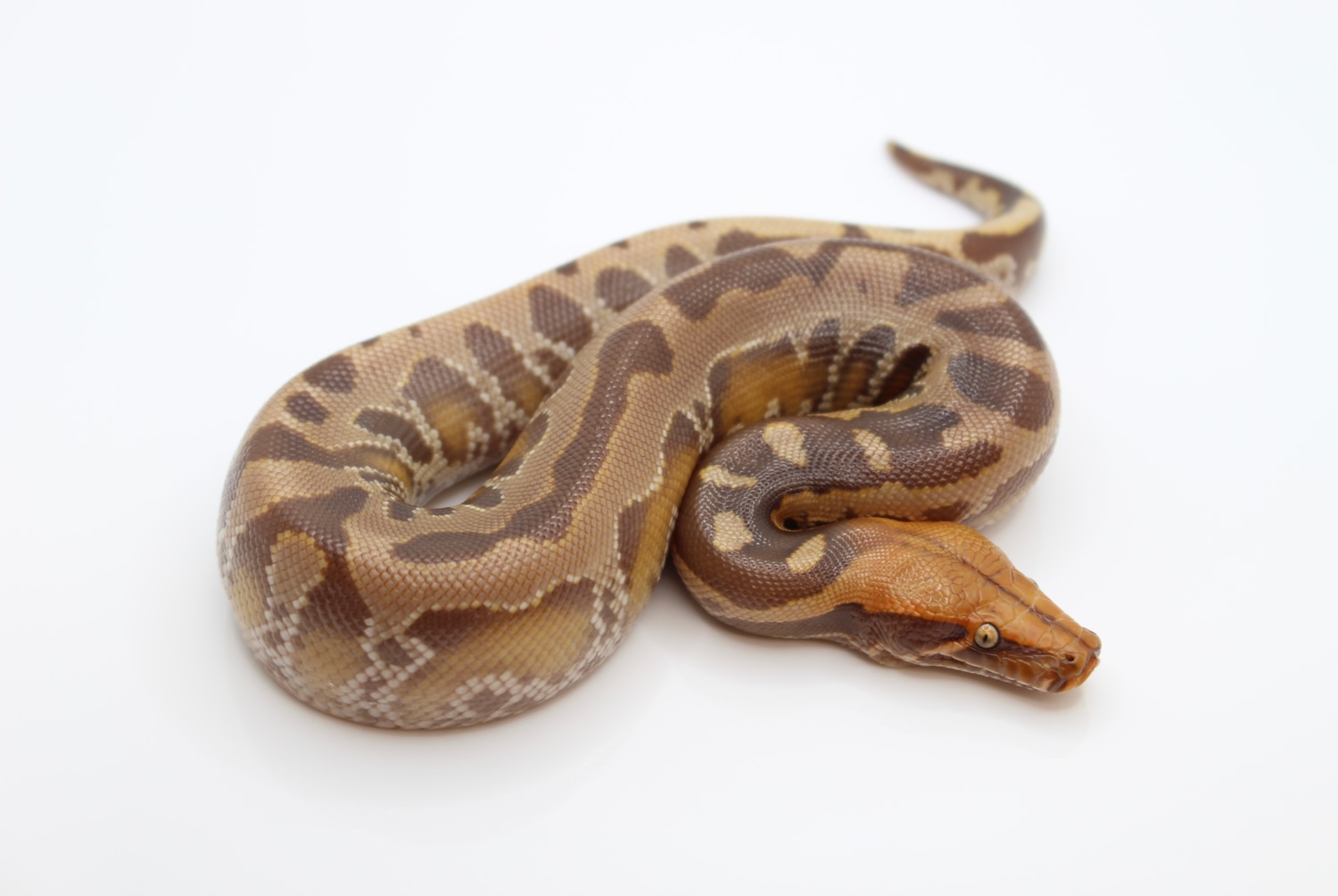 Caramel Albino ! Sumatran Short-tailed Python by Juggernaut Reptiles ...