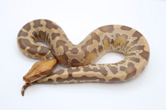 Caramel Albino Sumatran Short Tail Python! Sumatran Short-Tailed Python ...