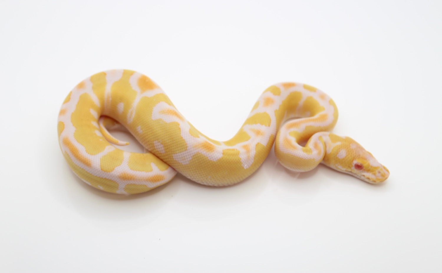Albino Clown! Ball Python by Juggernaut Reptiles - MorphMarket