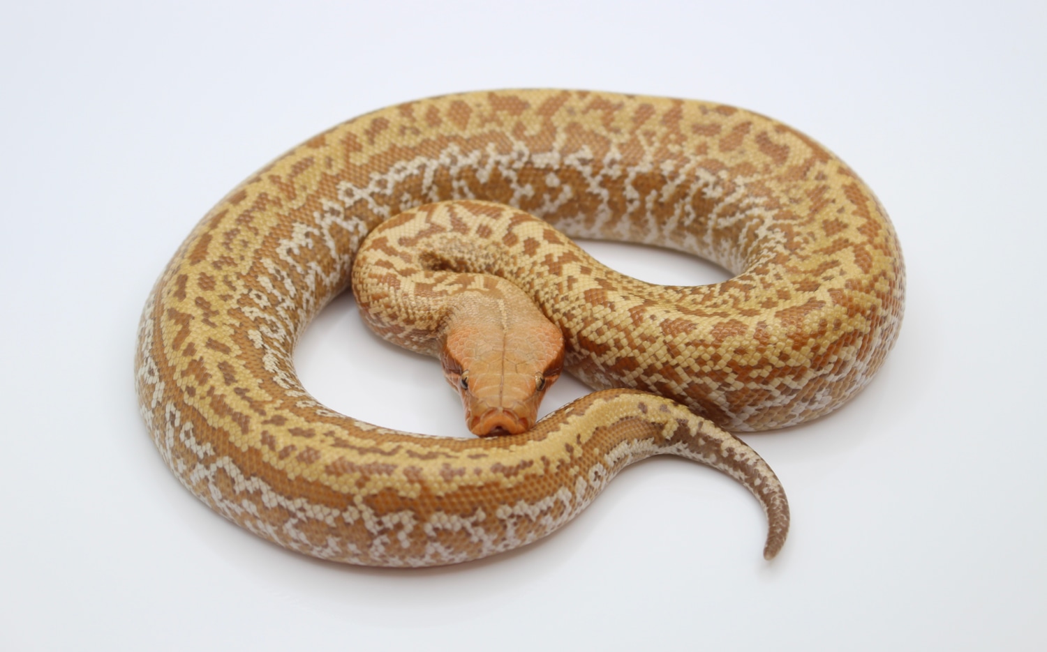 T+ Albino Batrix! Blood Python by Juggernaut Reptiles - MorphMarket