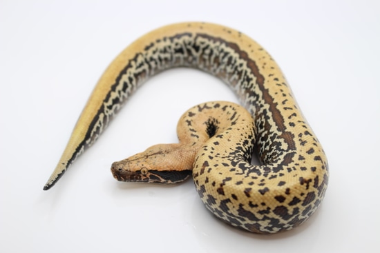 Pixel 50% Het T+ Albino! Blood Python by Juggernaut Reptiles