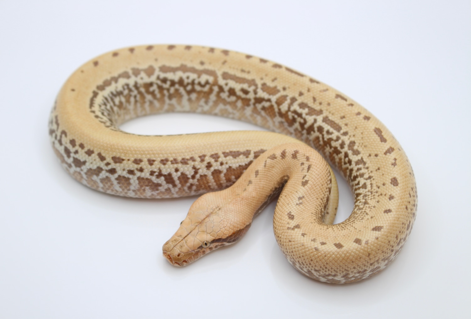 T+ Albino Pixel Blood Python by Juggernaut Reptiles - MorphMarket