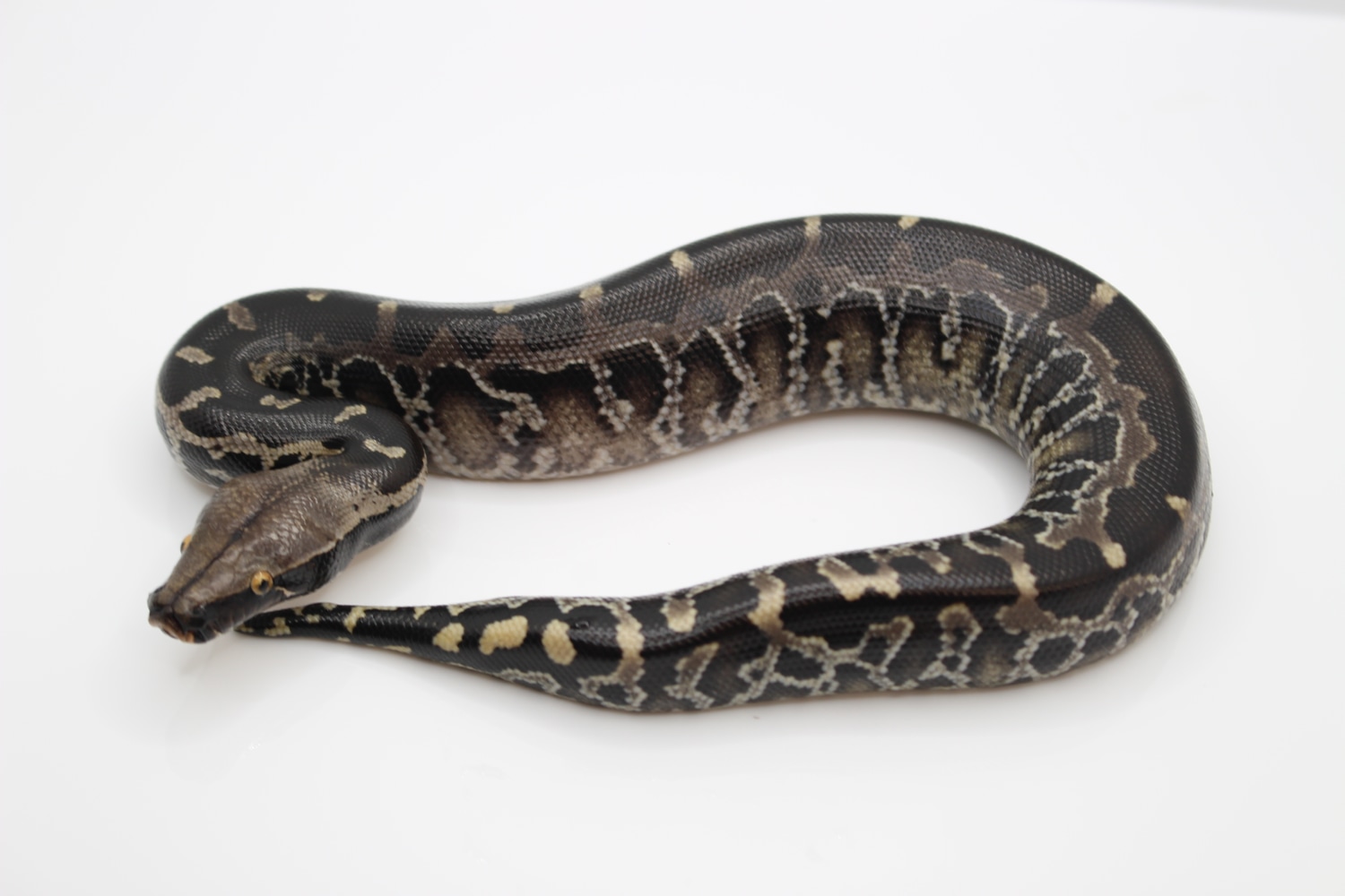 Sumatran Short-tailed Python by Juggernaut Reptiles - MorphMarket