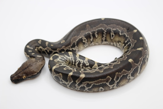 Sumatran Short Tail Python Sumatran Short-Tailed Python by Juggernaut ...