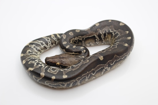 Sumatran Short Tail Python Sumatran Short-Tailed Python by Juggernaut ...