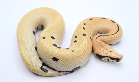 SnowStorm! Blood Python by Juggernaut Reptiles